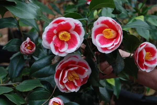Tama Electra Bloom Camellia Japonica Live Starter Plant Fresh Plant