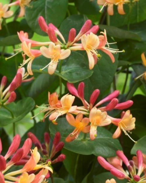 Coral Star Aka Celestial Lonicera Honeysuckle Vine Rooted Starter Plant ...