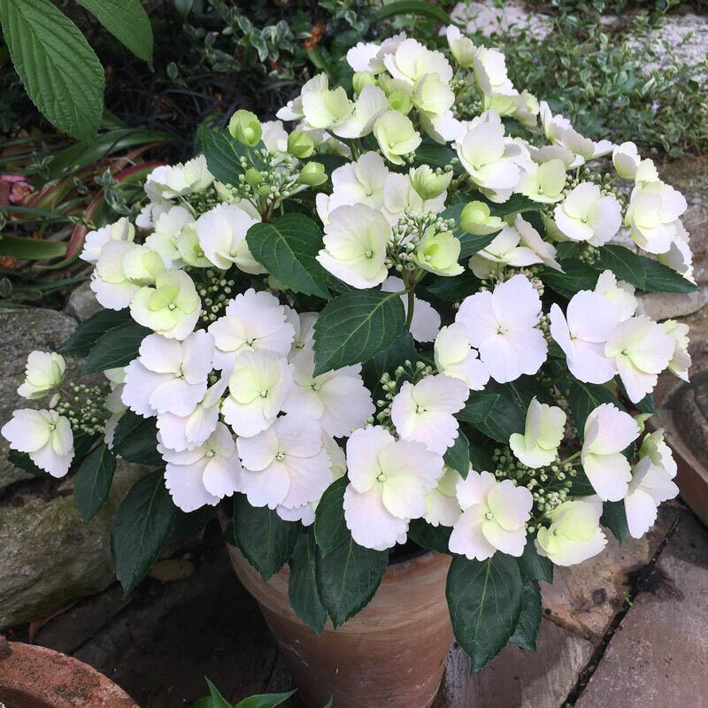 Fairytrail Bride Hydrangea Starter Plant Pure White With Hint Of Lime ...