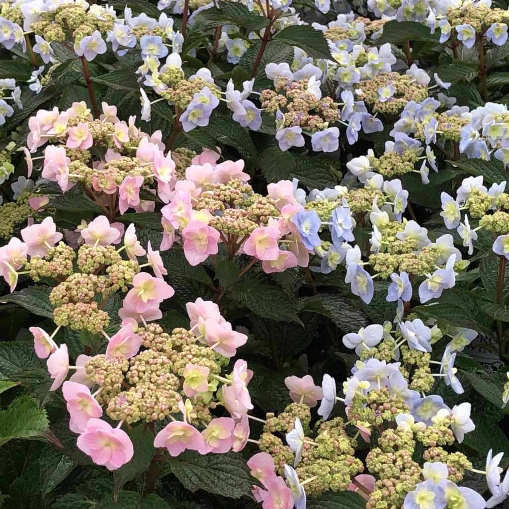 Tiny Tuff Stuff Hydrangea Starter Plant Blooms From Baby Blue To Baby Pink Fresh Plant