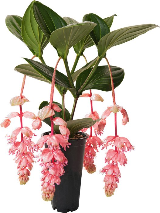 Royal Glow Magnifica Medinilla Plant Live Well Rooted Starter Plant ...
