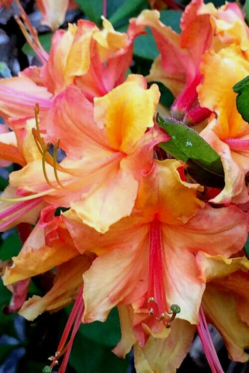 Tallulah Sunrise Aka Pat Ryan Azalea Rhododendron Deciduous Large ...