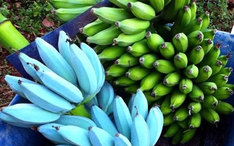 Musa Ice Cream (Blue Java) Live Banana Tree Small Rooted Starter Plant ...