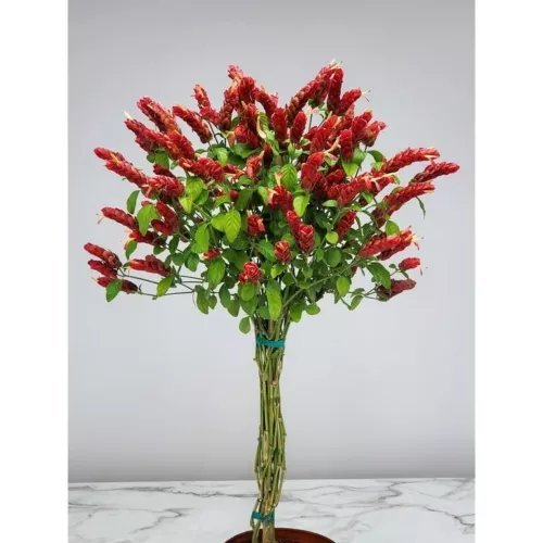 Braided Shrimp Live Plantsred Marroon Justicia Brandegeana 15 Inch In 6 ...