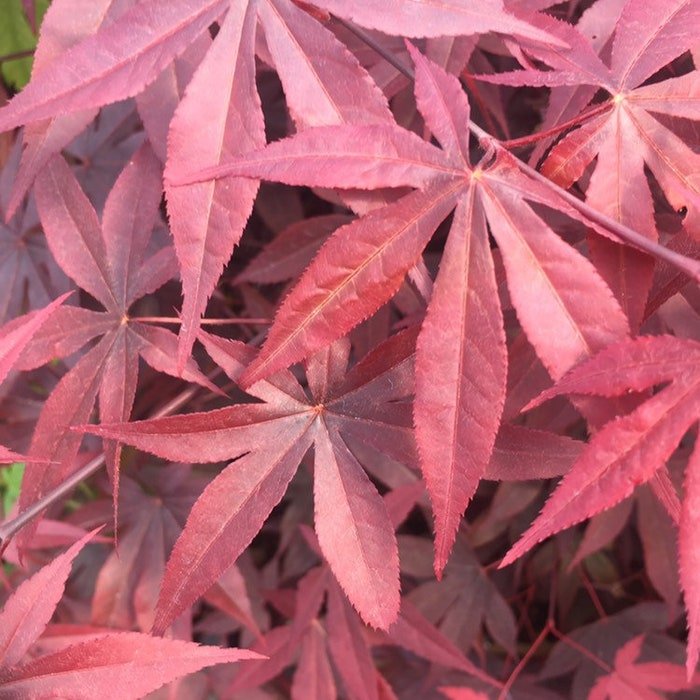 Acer Palmatum Emperor 1 Japanese Maple Live Plant 1 Gallon Pot Fresh Plant
