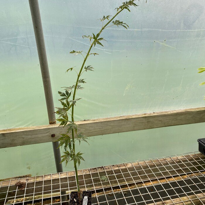 Acer Palmatum Fall S Fire Japanese Maple Live Plant 24 Inch Tall 2 Year ...