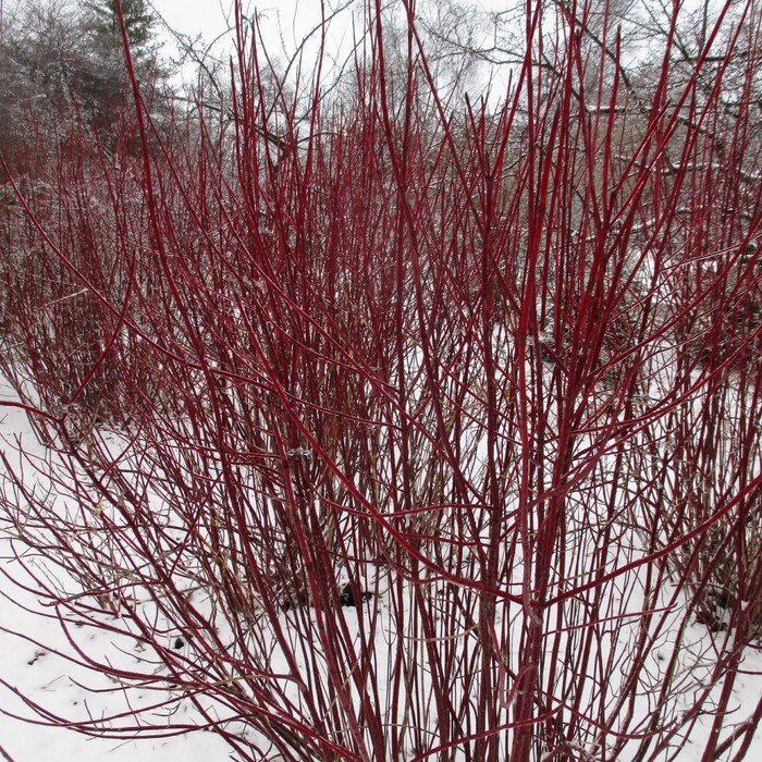 Cornus Sericea Bergeson Compact Dwarf Red Twig Dogwood 4 Inch Pot Size ...