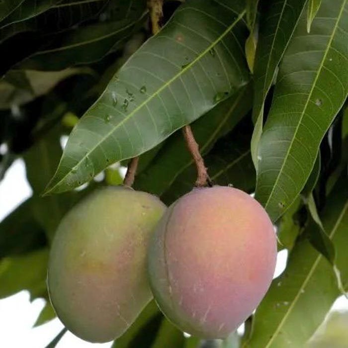 Grafted Jakarta Mango In 1/2 Gallon Fresh Plant