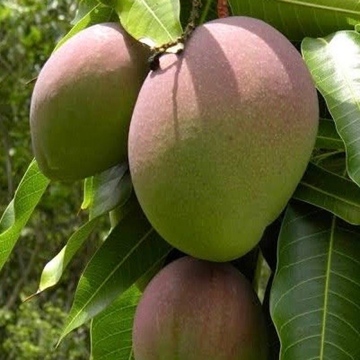 Karen Michelle Mango Grafted In 3 Gallons Pot No Ship To Ca And Hi ...