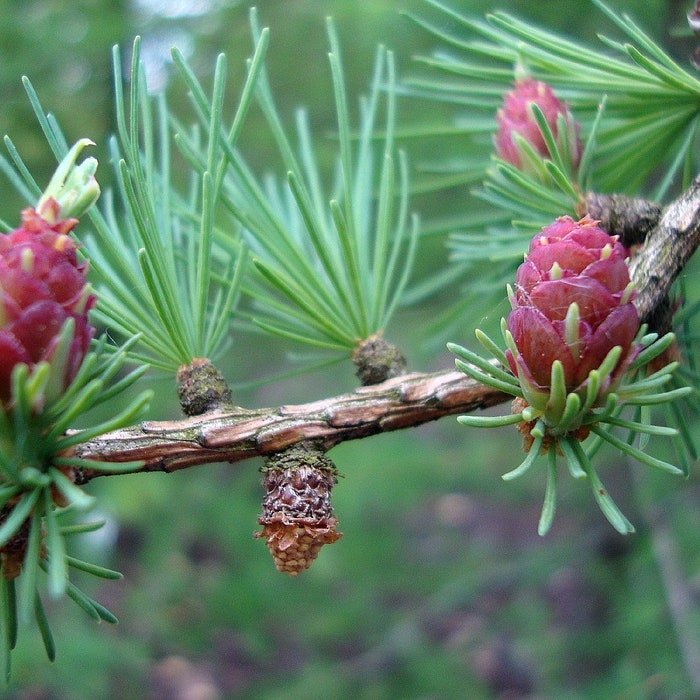 Larix Laricina Tamarack American Larch Native Plant 12 Inch Tall Quart ...