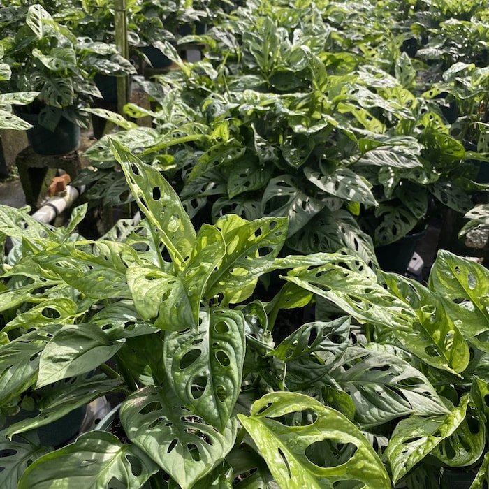 Mast Tree Polyalthia Longifolia In 3 Gallon Pot Fresh Plant