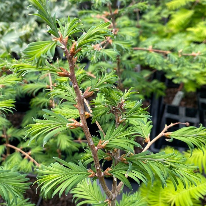Metasequoia Glyptostroboides Self Prune Dawn Redwood Tree 8 Inch Tall 1 ...