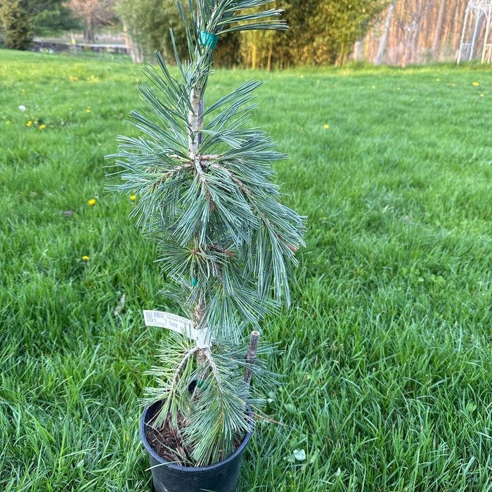 Pinus Strobiformis Pendula Southwestern White Pine 12 Inch Tall 1 ...