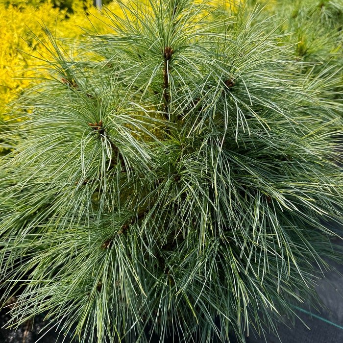 Pinus Strobus Blue Shag Eastern White Pine Live Plant 1 Year Graft 8 ...