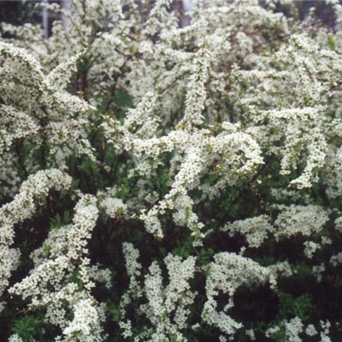 Spiraea Nipponica Snowmound Spirea Live Plant 4 Inch Pot Size Plant ...