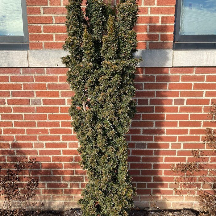 Taxus X Media Beanpole Columnar Yew Live Plant 6 Inch Tall Fresh Plant