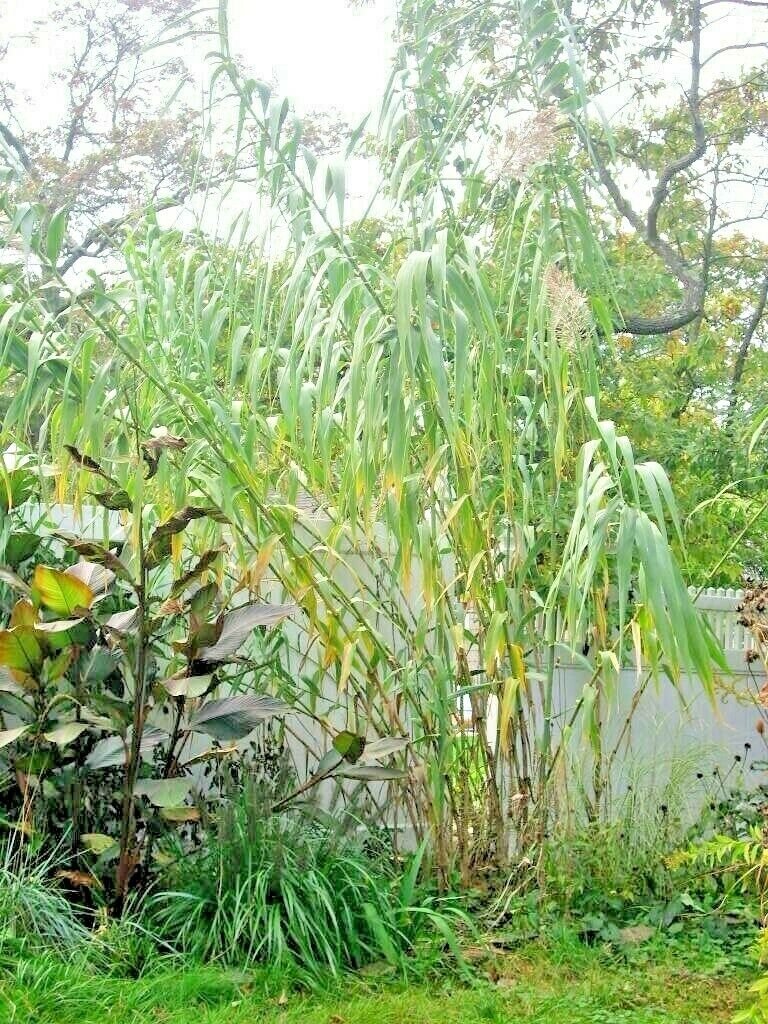 50 Giant Reed Grass Seeeds Arundo Donax Fresh Seeds