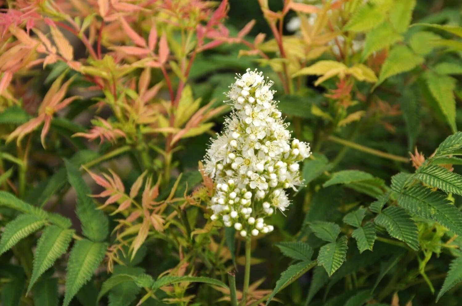 40 False Spiraea Seeds Sorbaria Assurgens Fresh Seeds