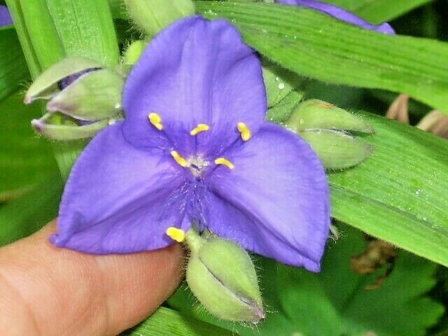 30 Purple Spider Wort Seeeds Tradescantia Virginiana Fresh Seeds