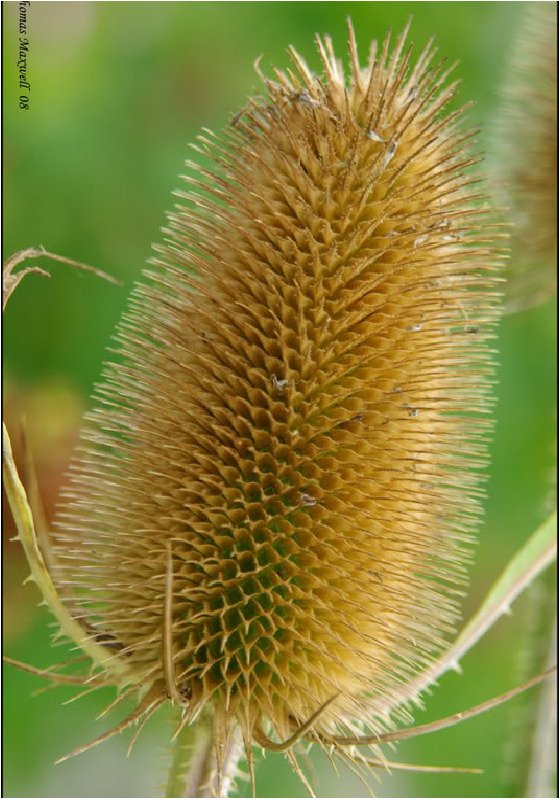 75 Fullers Teasel Indian Teasel Dipsacus Sativus White Flower Seeds ...