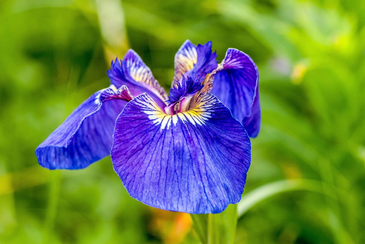 20 Alaska Iris Setosa Wild Flag Beachhead Blue Purple Native Wetland ...