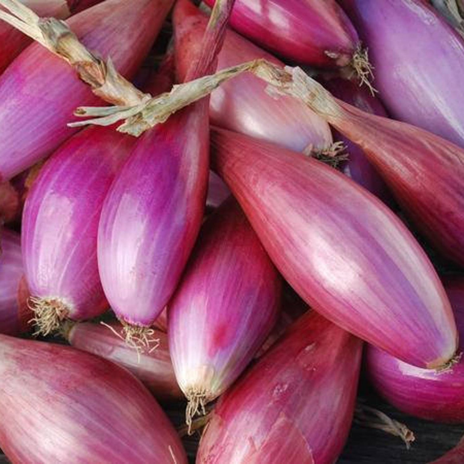 Red Of Florence Onion Seeds Italian Bright Red Best Tasting Fresh Seeds