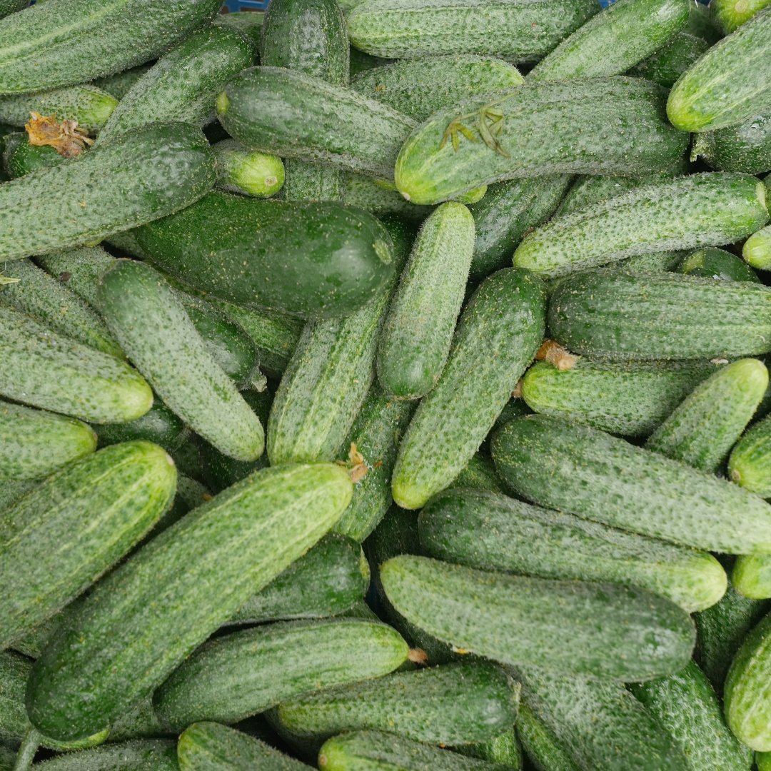Easy-to-Grow Stinging Gherkin Little Cucumber Hybrid - 50 Seeds