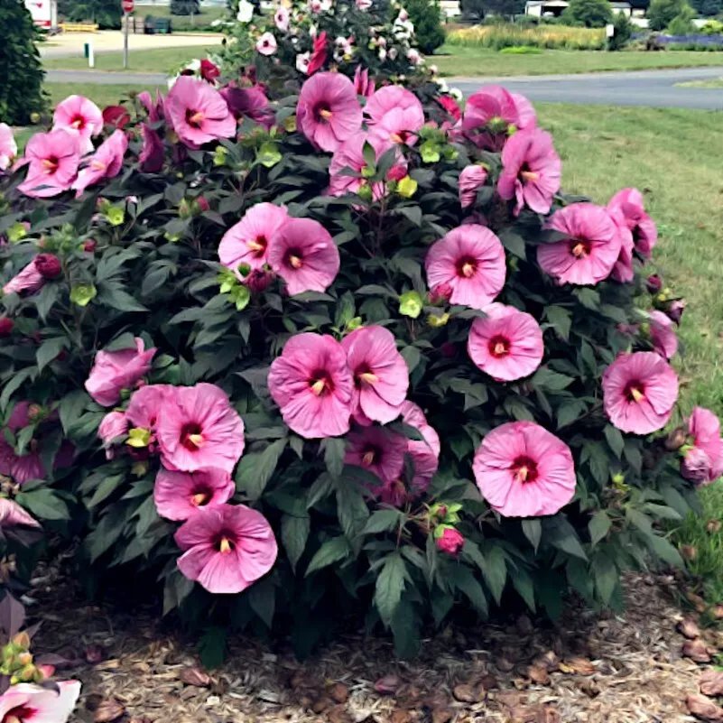 20 Pink Swamp Mallow Rose Seeds "LARGE FLOWER"