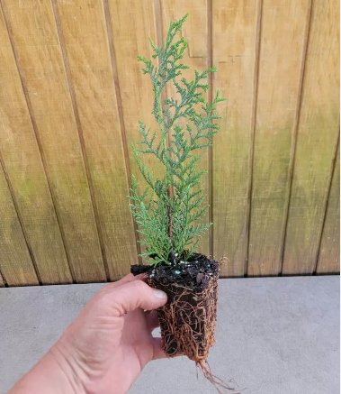 Murray Cypress Trees ( Leyland ) Starter Plants ( 5L ) ( 3 Live Trees ) FJ