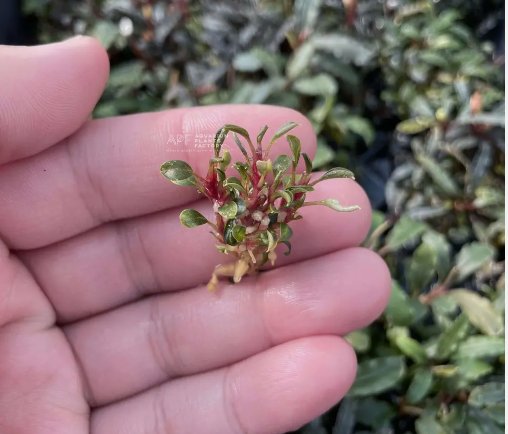 Bucephalandra Red Phantom FJ
