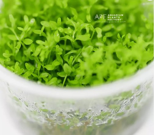 Micranthemum Micranthemoides Pearl Weed Tissue Culture FJ