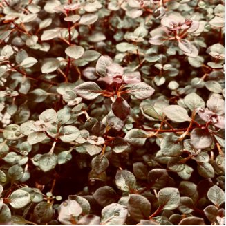 Bucephalandra Red Phantom Tissue Culture FJ