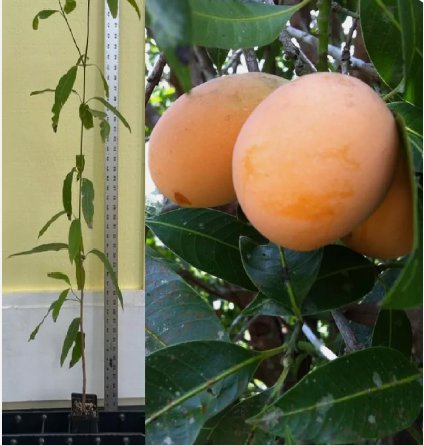 ~MAPRANG~ Bouea Macrophylla MANGO Fruit Tree MARIAN PLUM Live 3-4+ft ...