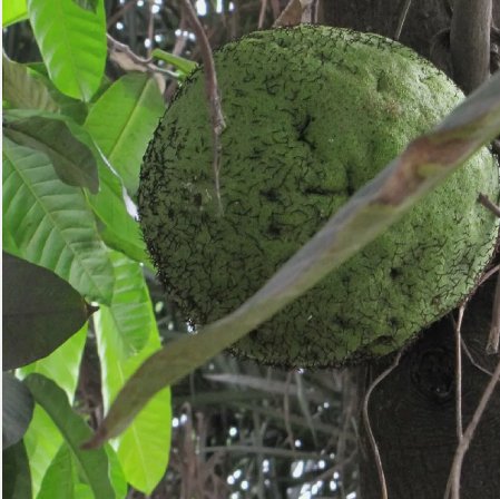 ~MOBIMBO~ Treculia africana ~UKWA~ African Breadfruit HUGE FRUIT Live ...