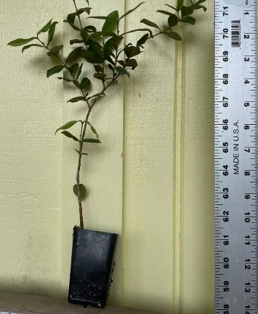 ~PITANGATUBA~ FRUIT TREE Eugenia selloi neonita STAR CHERRY Live Potd ...