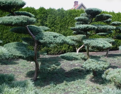 Eastern Red cedar, Juniperus virginiana, Tree 30 Seeds FJ