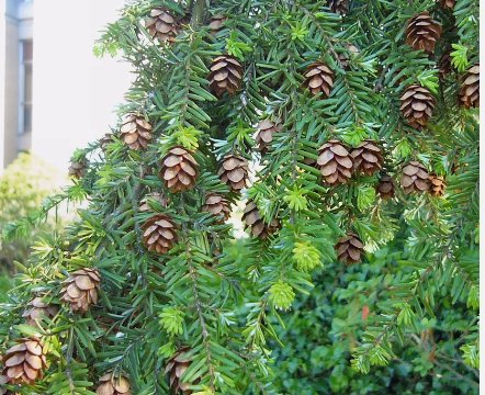 Chinese Hemlock, Tsuga chinensis, Tree 30 Seeds FJ
