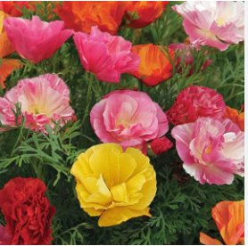 1/4 oz Mixed Poppy Seeds, Heirloom Poppies, Bulk Poppy Seeds, Approx ...