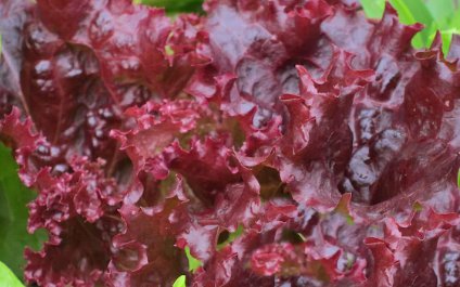 1 oz Ruby Red Lettuce Seeds, Leaf Lettuce Seeds, Heirloom Bulk Lettuce ...