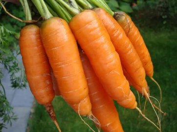 1 oz Carrot Seed, Scarlet Nantes, Heirloom Bulk Carrots, Coreless ...