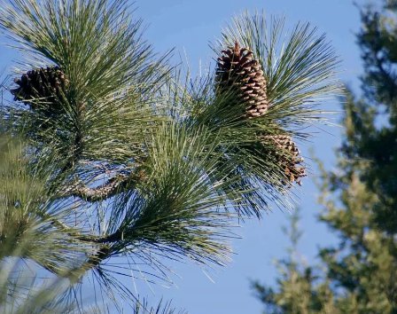 JEFFREY PINE Pinus Jeffreyi - 5 SEEDS FJ