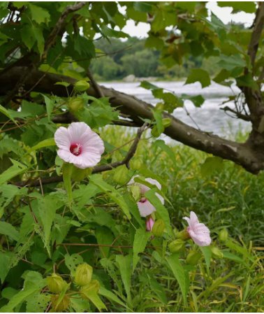 ROSE MALLOW Hibiscus Laevis 10 SEEDS FJ