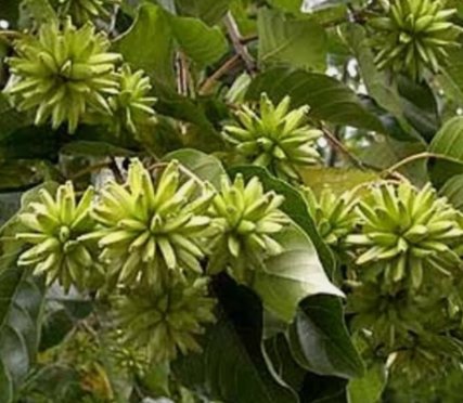 HAPPY TREE Camptotheca Acuminata - 15 SEEDS FJ