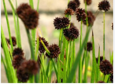 RUSH SWORDLEAF Juncus Ensifolius - 50 Bulk Seeds FJ