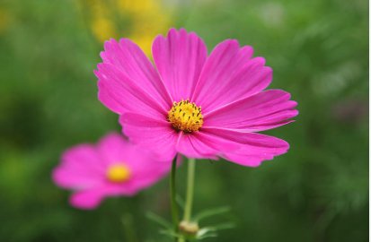 COSMOS SONATA PINK DWARF Cosmos Bipinnatus - 100 Seeds FJ