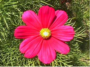 COSMOS SONATA RED DWARF Cosmos Bipinnatus - 100 Seeds FJ