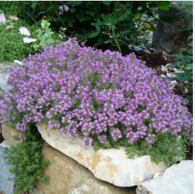 CREEPING THYME DWARF GROUND COVER Thymus Serpyllum - 5,500 Bulk Seeds FJ