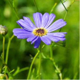 BRACHYCOME BLUE SPLENDOR Brachycome Iberidifolia - 100 Seeds FJ