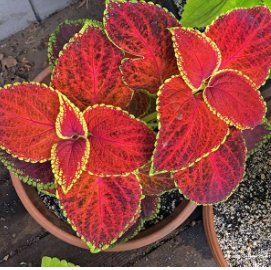 COLEUS WIZARD SCARLET RED Solenostemon Scutellarioides - 40 Bulk Seeds FJ