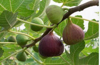 Ficus carica TEXAS EVERBEARING FIG - 1 Plant FJ